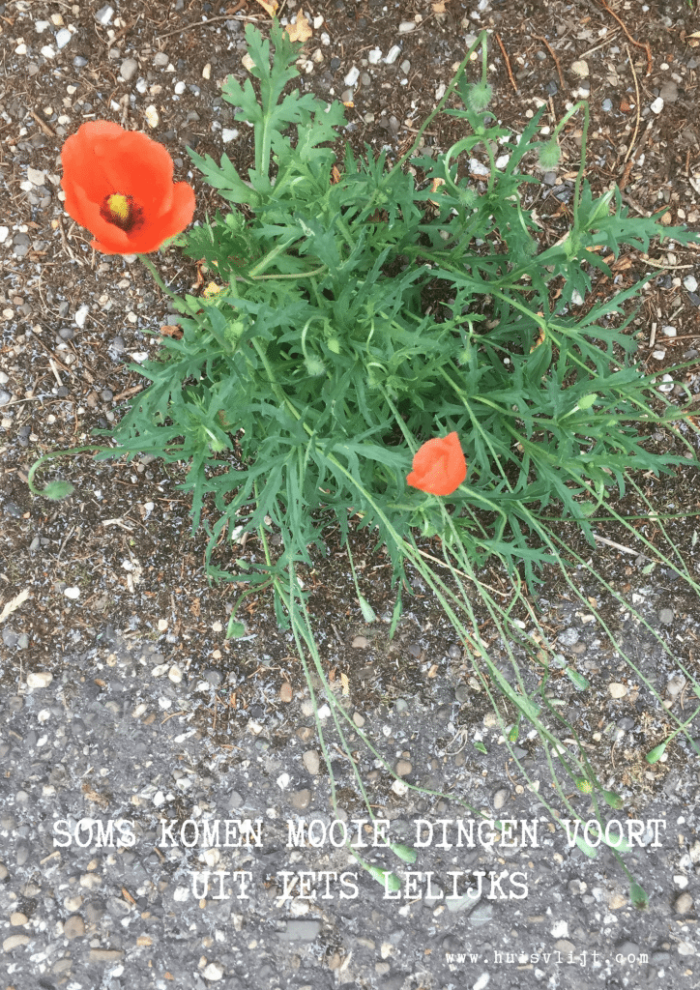 Dromen over iemand die dood is: ik sprak vannacht mijn vader! - Huisvlijt