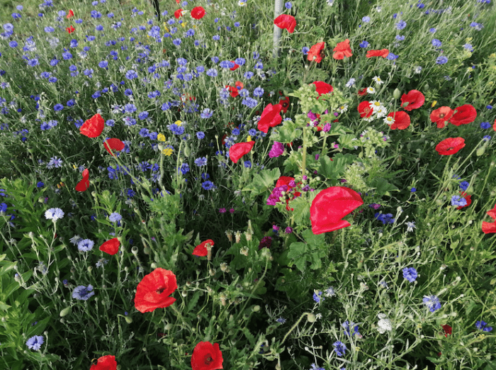 Veldbloemen pracht - Huisvlijt