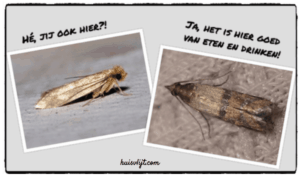 Meelmotten in huis? Zo kom je er van af! - Huisvlijt