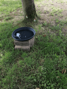 Vogelbad Action: bloempot schotel! - Huisvlijt